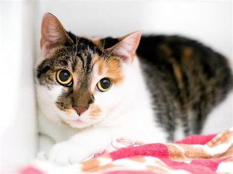 5 Things You Probably Didnt Know About The Tabico