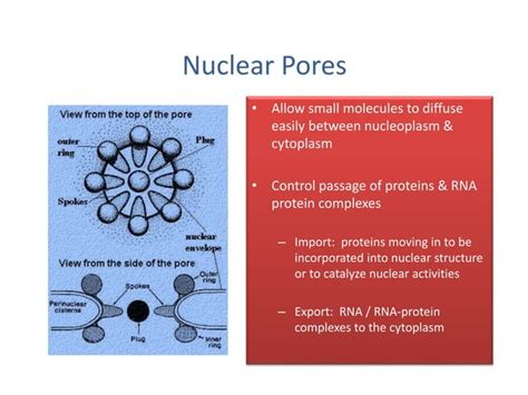 Nucleous Pptx Biological Sciences Science