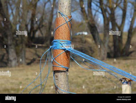 Staking The Tree Properly Using The Underlay Material Not To Damage Tree Bark With A Staking