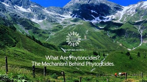 What Are Phytoncides And Their Health Benefits The Natural Secrets