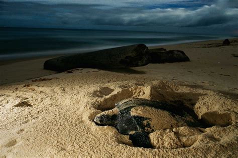 Leatherback Sea Turtles Eggs