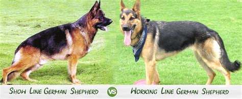 25 Frequently Asked Questions About German Shepherds Hubpages