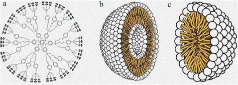 A Dendrimer B Liposome C Micelles 9 Download Scientific Diagram