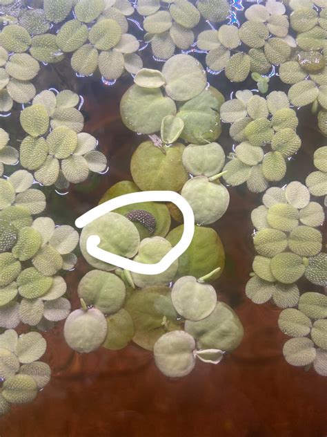 Anyone Know What This Is I Feel Like It Would Be Some Sort Of Snail