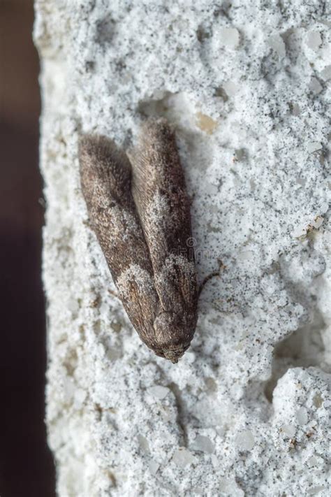 Acorn Moth Small Hidden Moth From European And American Woodlands And