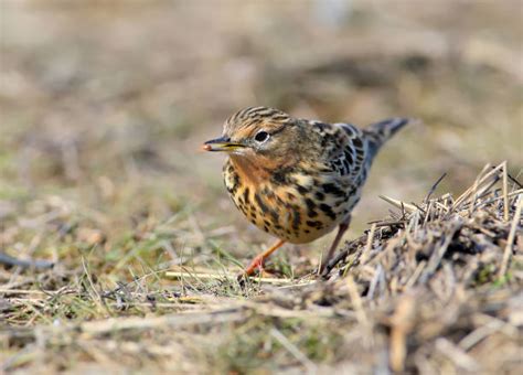 140 Red Throated Pipit Foto Foto Stok Potret And Gambar Bebas Royalti
