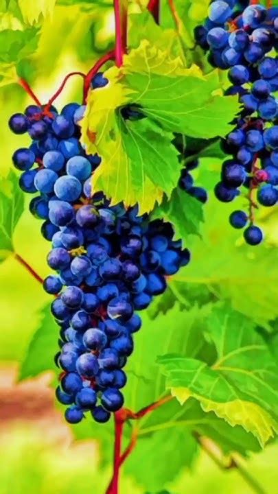 අතුරුපසට පලතුරු කමු 🥭🍉🍇 කන්න කැමති පලතුරු මොනවද 🤔 Sri Lankan Fruit Video Shortvideo Youtube