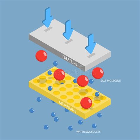 Osmosis Process Solvent Passing Through The Semipermeable Membrane Stock Illustration