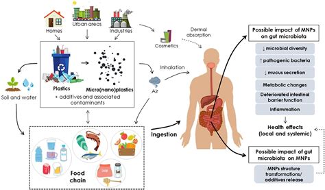 How Micronanoplastics Interact With Human Gut Microbiota Statnano