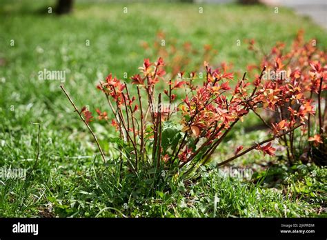 A Closeup Of The Fresh Branches Of The Shrub On The Green Lawn Stock Photo Alamy