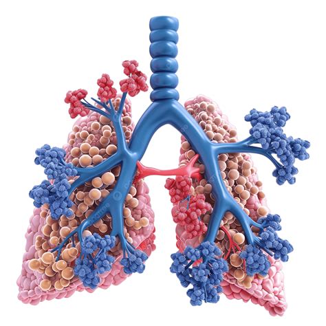 Lung Anatomy Alveoli Alveoli Definition Location Anatomy Function