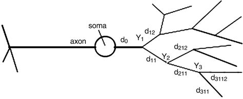 Schematic Diagram Of A Neuron With A Branched Dendritic Tree Download Scientific Diagram