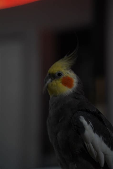 That Bird Scrolller