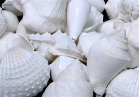 Seashell Assortment
