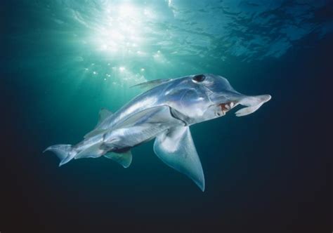 A Master Teller Of Fish Stories Knowable Magazine
