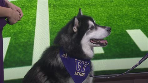 University Of Washingtons Dubs Stops By King 5 Ahead Of The Sugar Bowl
