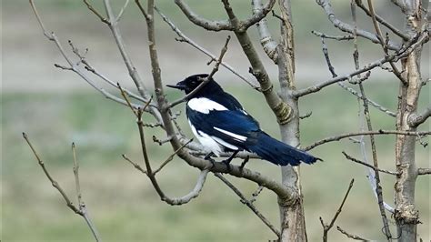 Straka obecná (Pica pica) Eurasian magpie, Elster, Сорока, Sroka ...