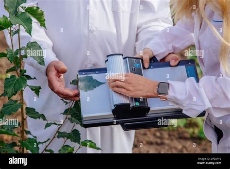 Scientist Measuring Leaf Area By Handheld Instrument That Performs Non