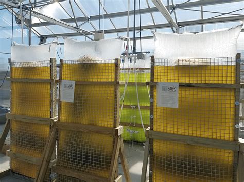 Algaebased Algae Based Animal Feed Market Poised To Surpass Usd 8