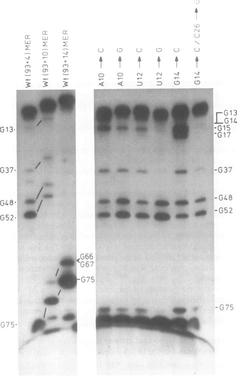 Partial Digestions By Rnase Ti Of Several Fragments Of Tymv Rna