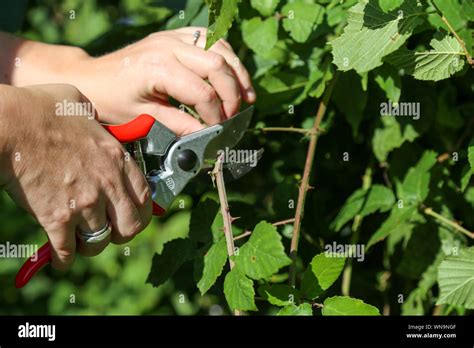 Womans Hands With Garden Pruning Shears Cutting Raspberry Plant Gardeners Hands With