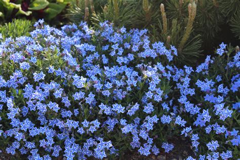 Lithodora Diffusa Genesis Plant Marketing Ltd