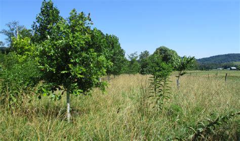 how the program works the james river buffer program james river