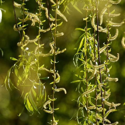 Weeping Willow Seeds 12 Common Species Of Willow Trees And Shrubs