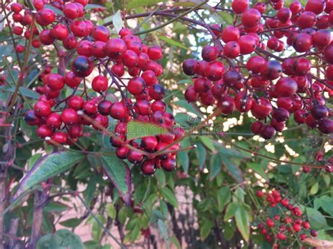 Red Berries On A Tree In Winter Stock Image Image Of Christmas Nature 85873775