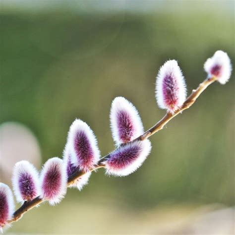 Pussy Willow Scientific Name