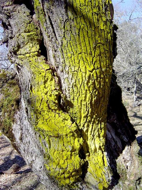 Phycokey Desmococcus Images