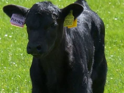 Cattle Identification And Tagging Information Helping Farmers In
