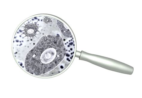 돋보기와 병원성 박테리아 및 바이러스 박테리아의 빠른 증식 감염 및 미생물 현미경으로 아메바 흰색 배경에 격리되어 있습니다 3d