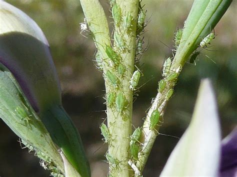 Macrosiphum Euphorbiae Friends Of Queens Park Bushland