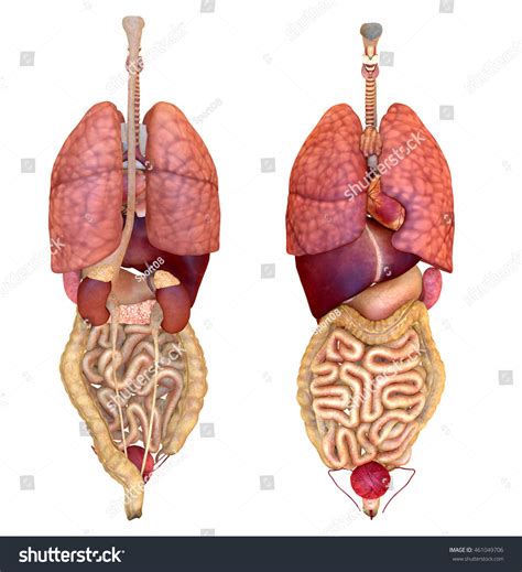 Human Anatomy Back View Organs