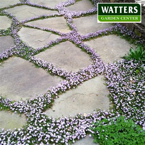 Creeping Thyme Between Pavers At Isabel Kleeman Blog