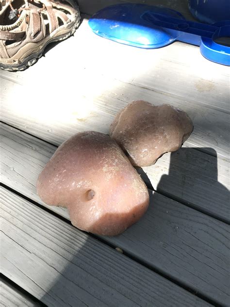 I Found These Strange Blobs On The Beach Today Are They Coral I Live