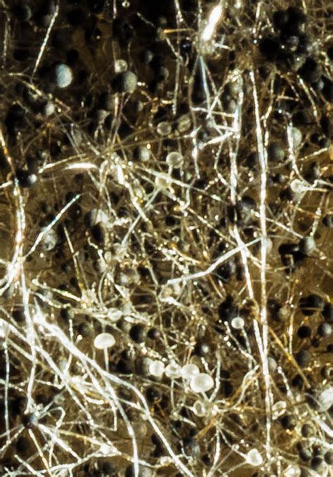 Trichoderma A Biofertilizer And A Bio Fungicide For Sustainable Crop