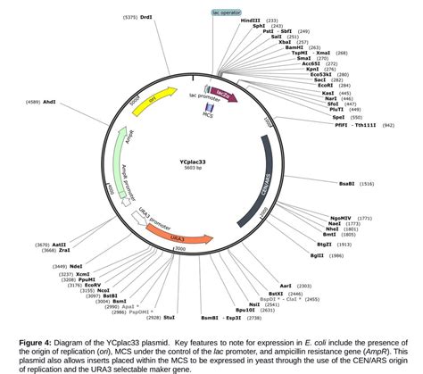 Answered Using The Plasmid Map Attached And The Bartleby