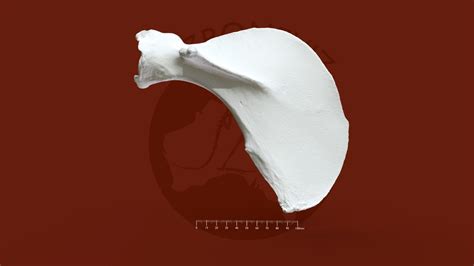 Dugong Scapula 3d Model By Ozboneviz [98b61f2] Sketchfab