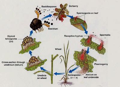 Stress Tolerant Plants Stem Rust