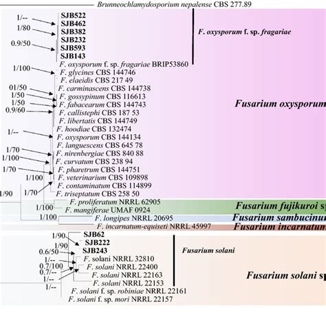 Morphological Characteristics Of Plectosphaerella Cucumerina Isolate