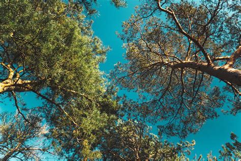 What Is Worms Eye View Photography Best Beginners