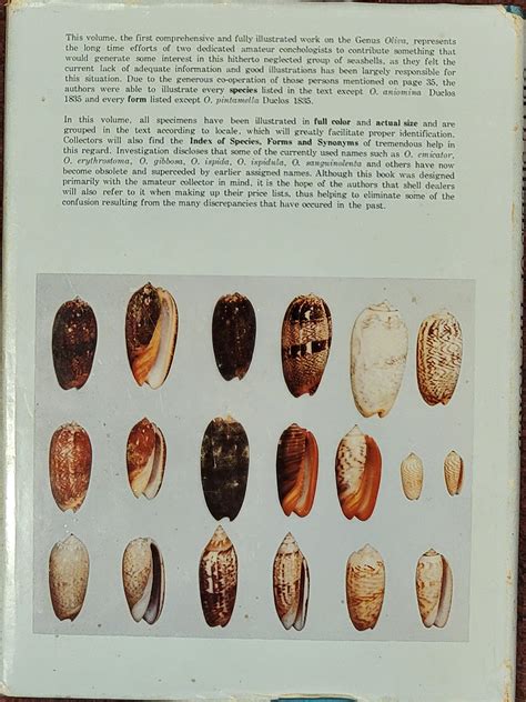 Olive Shells Of The World By Rowland F Zeigler And Humbert C Porreca