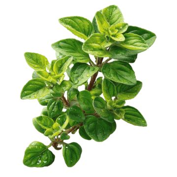 Oregano Plant Png Sticker Plant Clipart Sticker Clipart Potted Plant