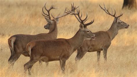 El Significado Profundo De Los Animales Rumiantes De Pezuñas Hendidas