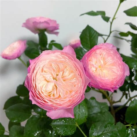 Constance Rose Timeless Beauty For Your Garden Roseexplosion