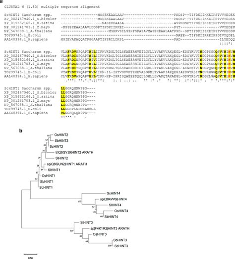 Evolutionary Analysis Of Hint A Protein Alignment From Hint1 Using