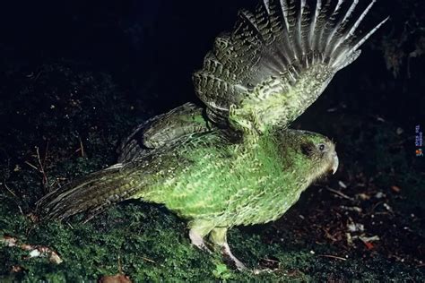 Discover The Unique Kakapo New Zealands Parrot