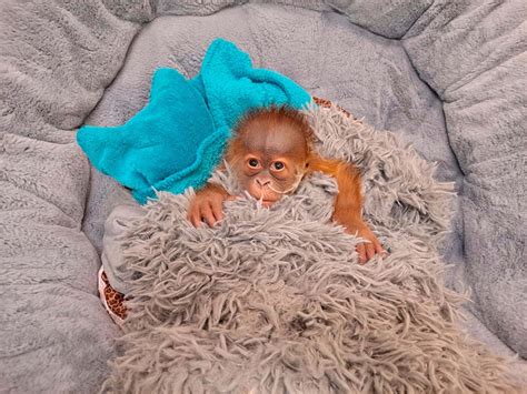 Monkey Pictures Wallpapers Com